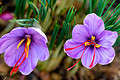 20 Incredible Flowers That Represent Change - A-Z Animals