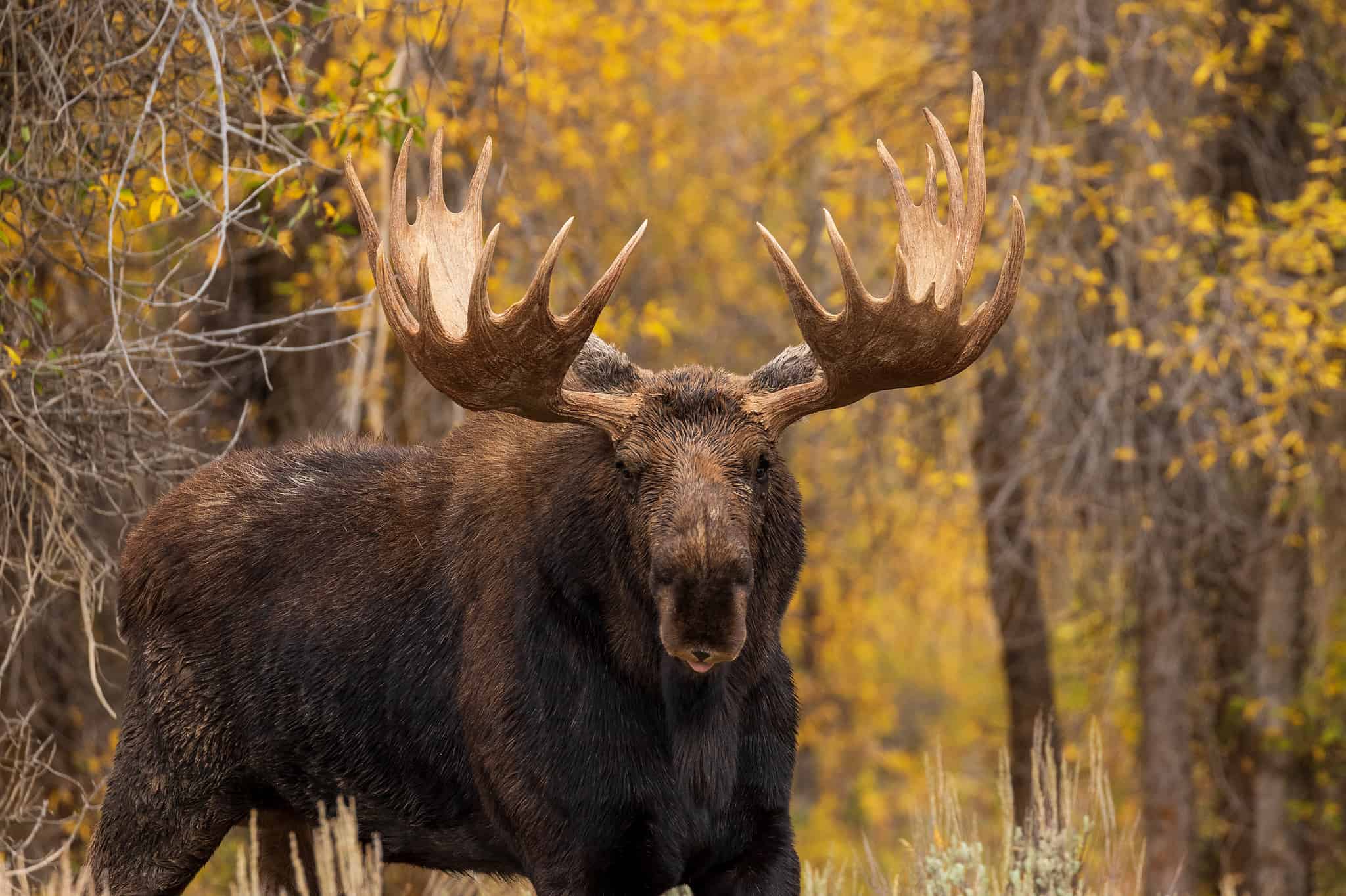 10 Essential Facts About Elk - A-Z Animals