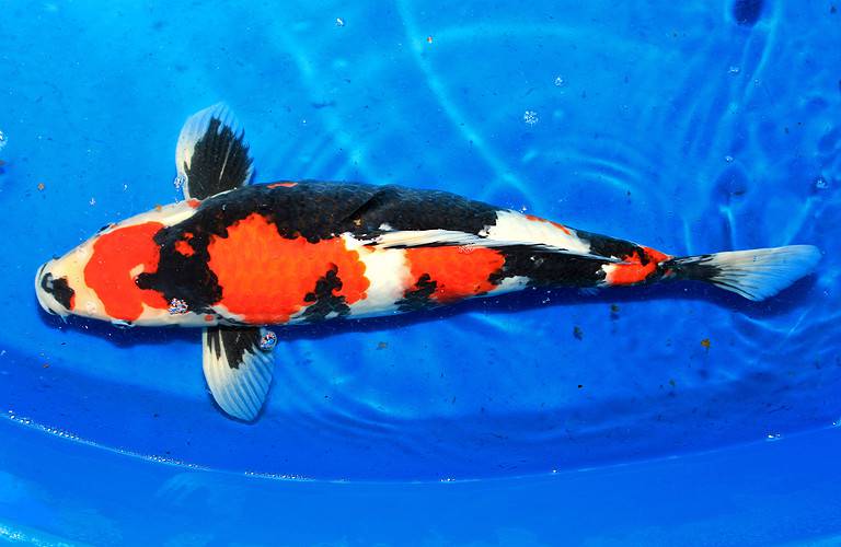 The Top 6 Most Expensive Types of Koi Fish in 2024 - A-Z Animals