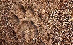Backyard Animal Tracks Identification: A Complete Guide for 2024 - A-Z ...