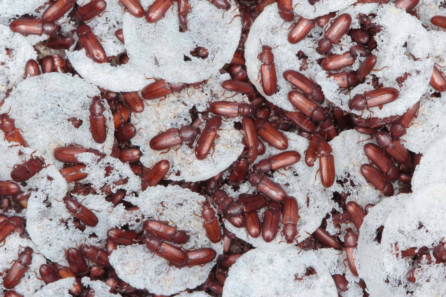 Kitchen Bugs Identification Guide: How to Get Rid of Each Type - A-Z ...