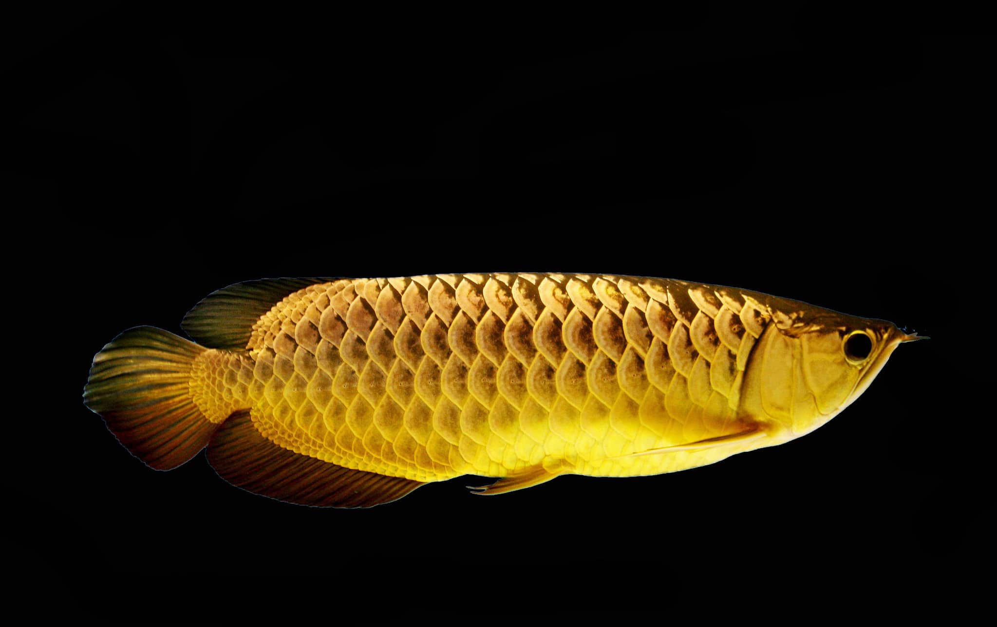 9 Types of Yellow Fish (With Pictures and Identification Guide) - A-Z ...