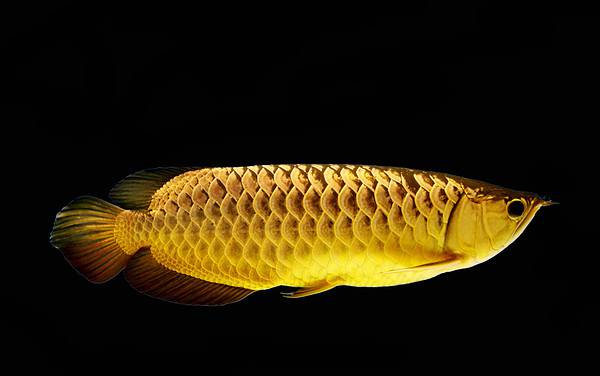 9 Types of Yellow Fish (With Pictures and Identification Guide) - A-Z ...