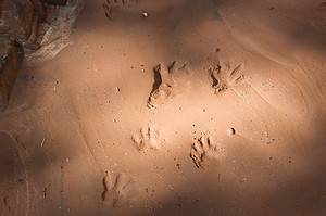 Opossum Tracks: Identification Guide for Snow, Mud, and More - A-Z Animals