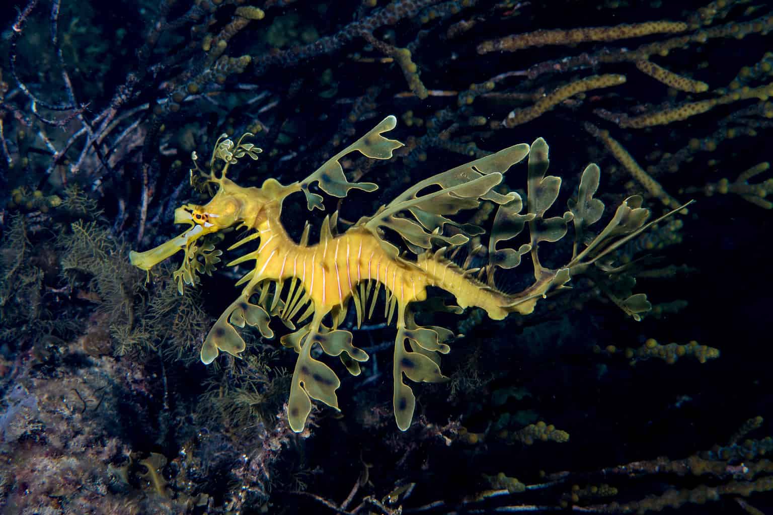 9 Types of Yellow Fish (With Pictures and Identification Guide) - A-Z ...