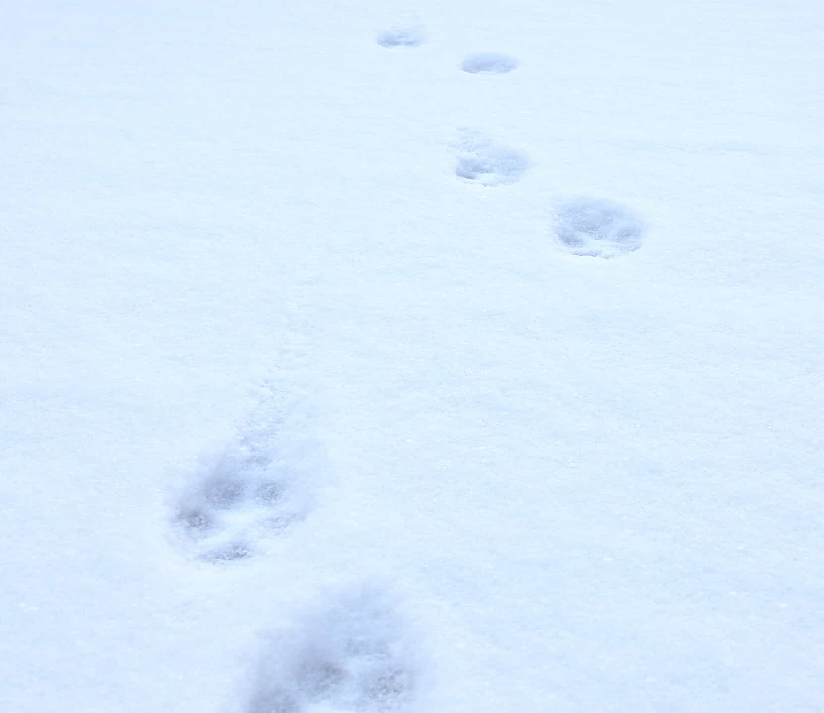 Cat Tracks: Identification Guide for Snow, Mud, and More - A-Z Animals