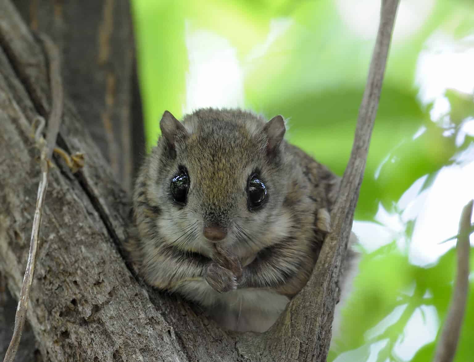 10 Notable Facts About Flying Squirrels - A-Z Animals
