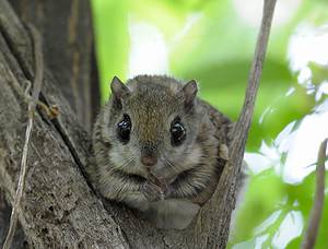 Meet The 15 Cutest Fluffy Animals In The World - A-Z Animals