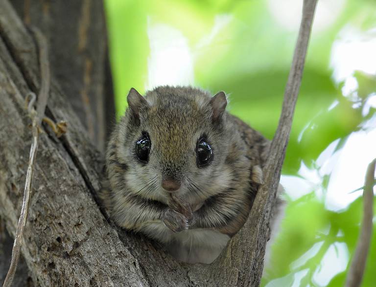 10 Notable Facts About Flying Squirrels - A-Z Animals