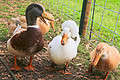 Are Ducks Smart? Everything We Know About Their Intelligence - A-Z Animals