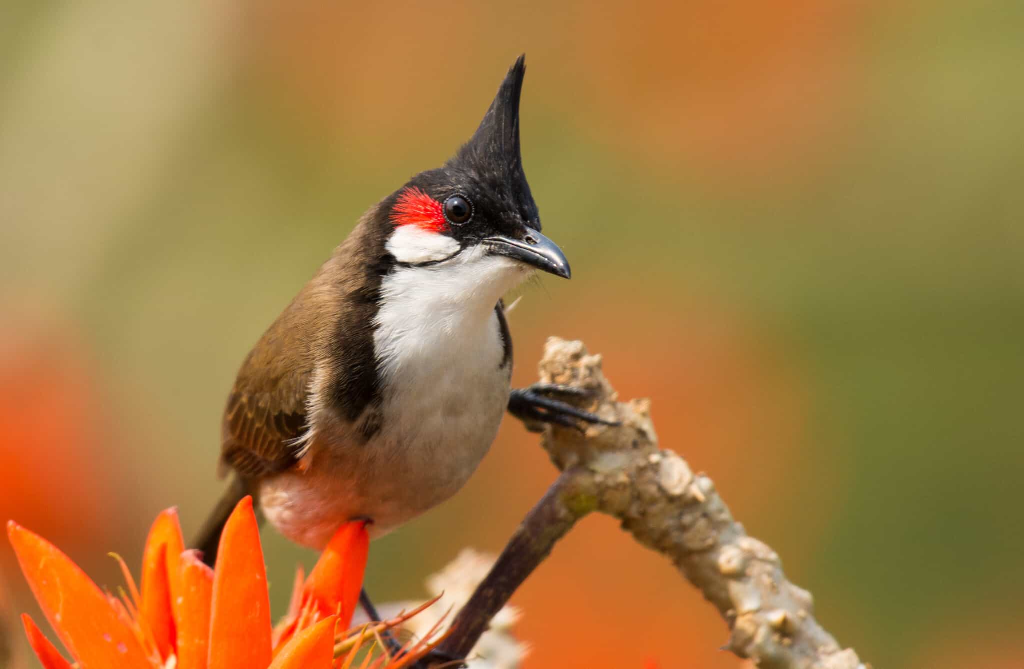 Discover 6 Invasive Birds of Florida - AZ Animals