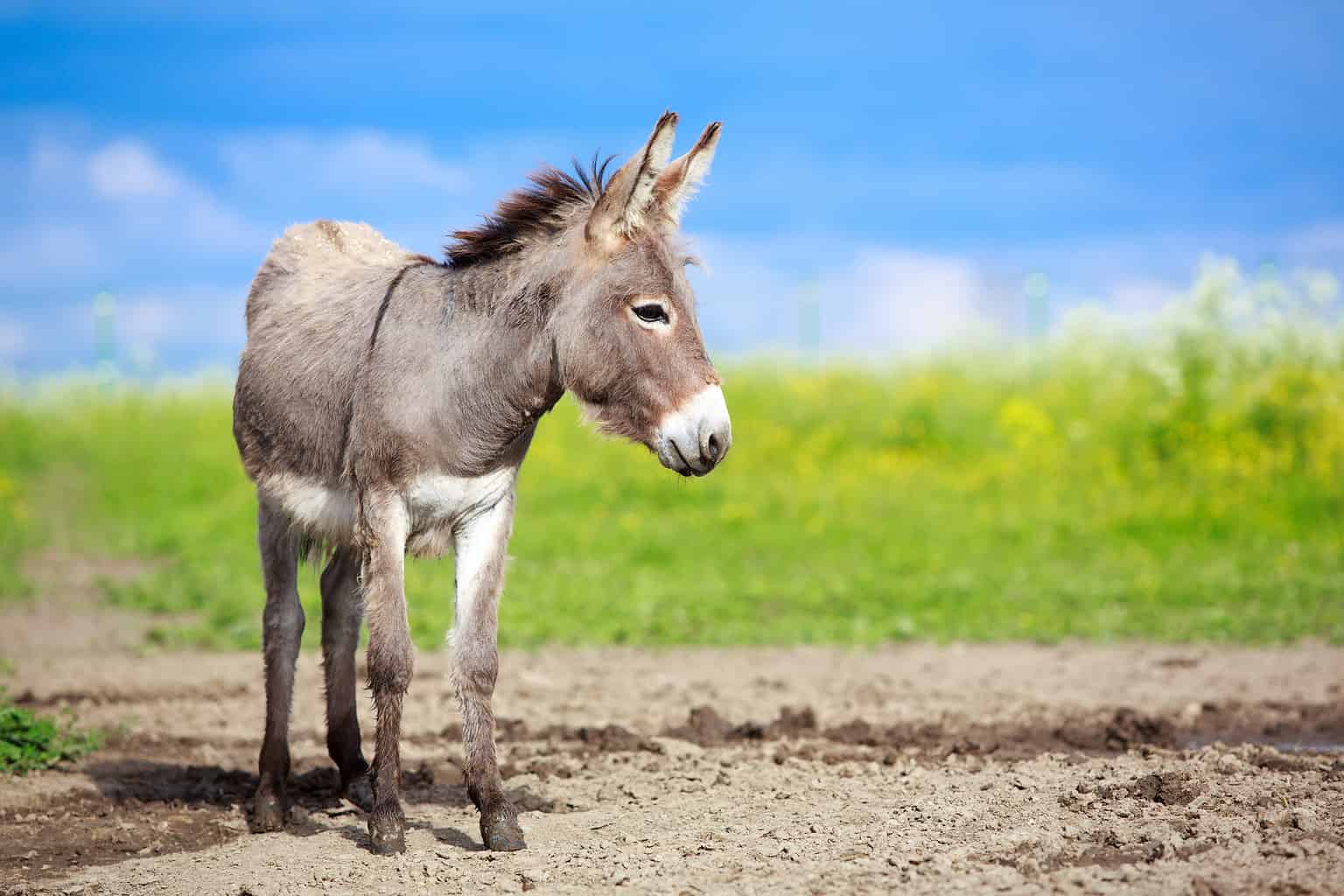 Incredible Donkey Facts - A-Z Animals Slideshows