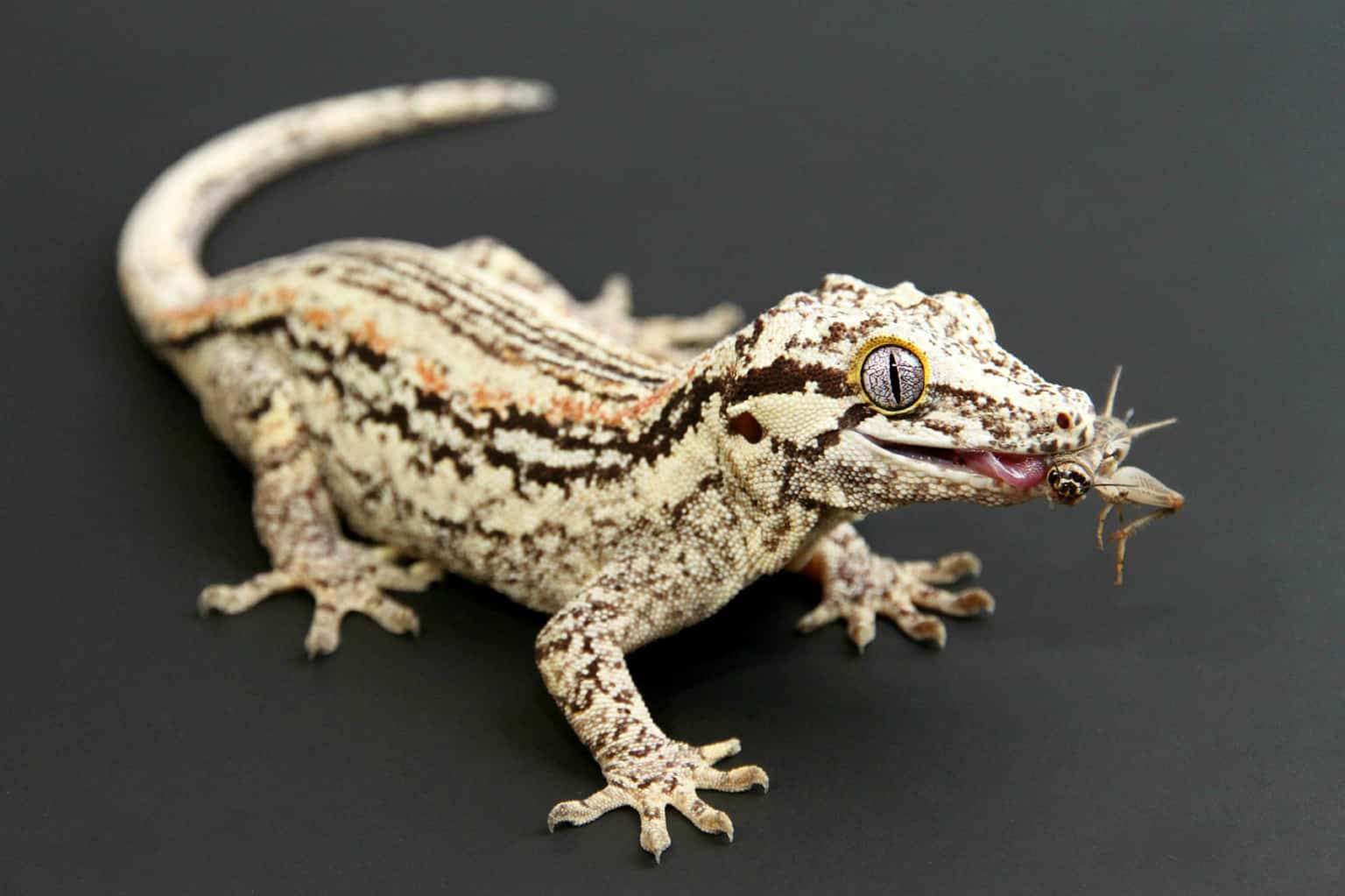 The Top 10 Most Recommended Types of Pet Geckos - A-Z Animals