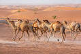 Are Camels Faster Than Horses? - AZ Animals