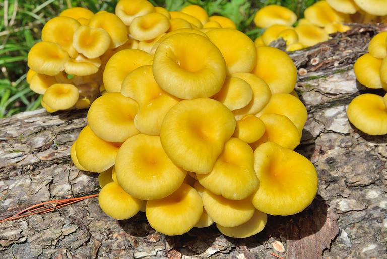 Golden Oyster Mushrooms: A Complete Guide - A-Z Animals