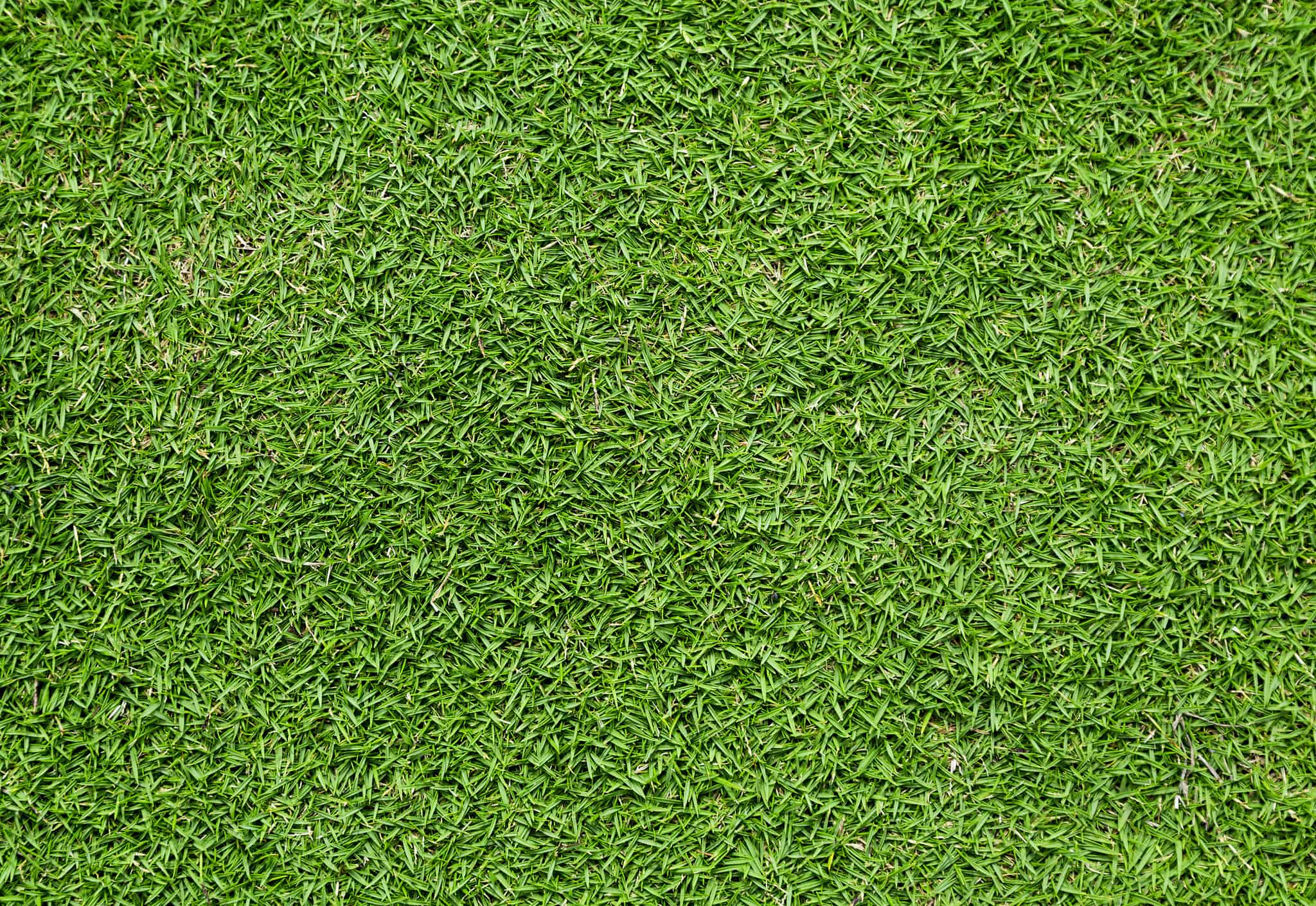Bermuda Grass vs. St. Augustine: 5 Key Differences - A-Z Animals