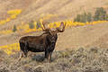 Moose Population: How Many Still Roam the World? - AZ Animals