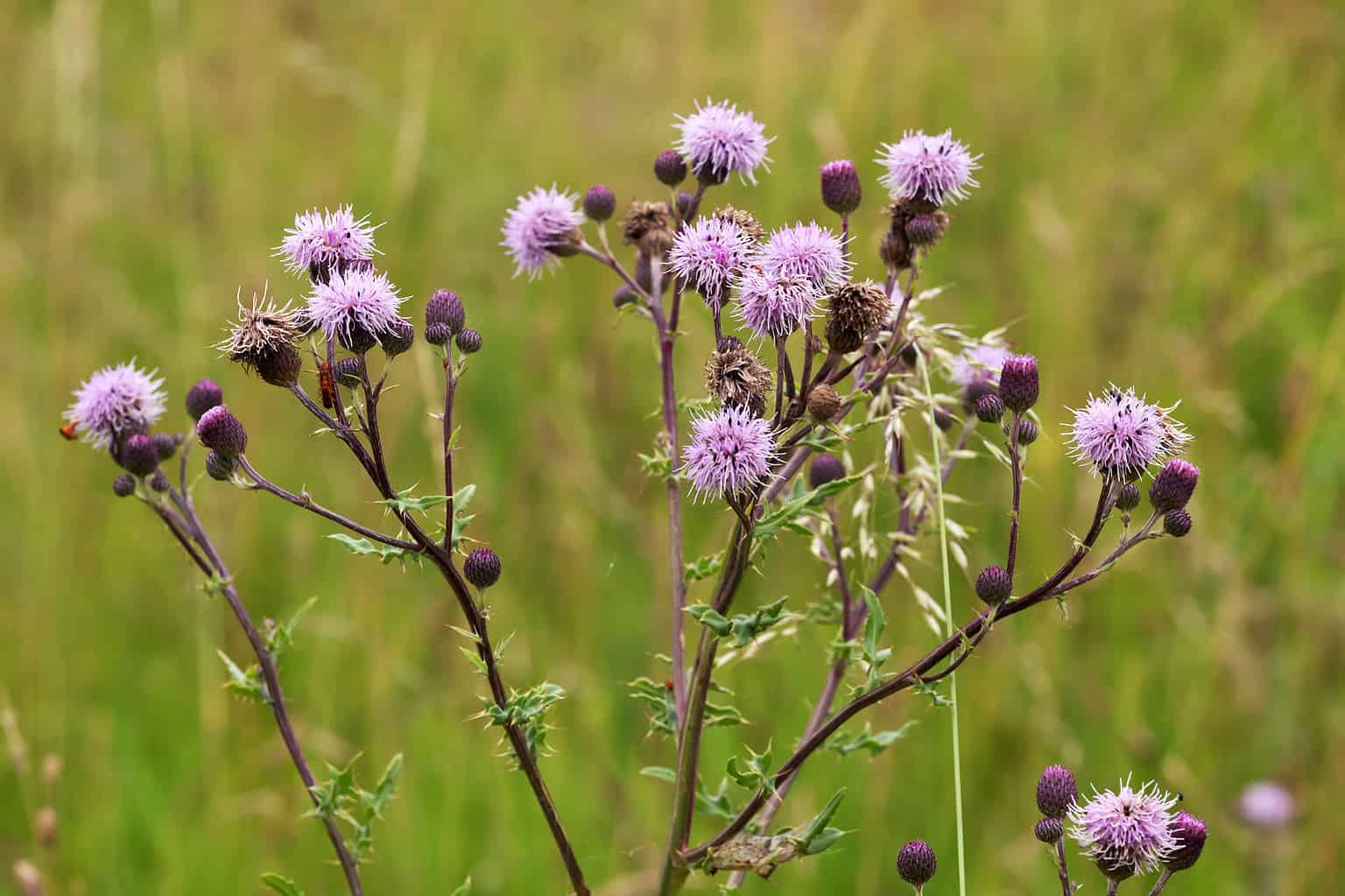 15 Amazing Thistle Plants and How to Tell Them Apart - A-Z Animals
