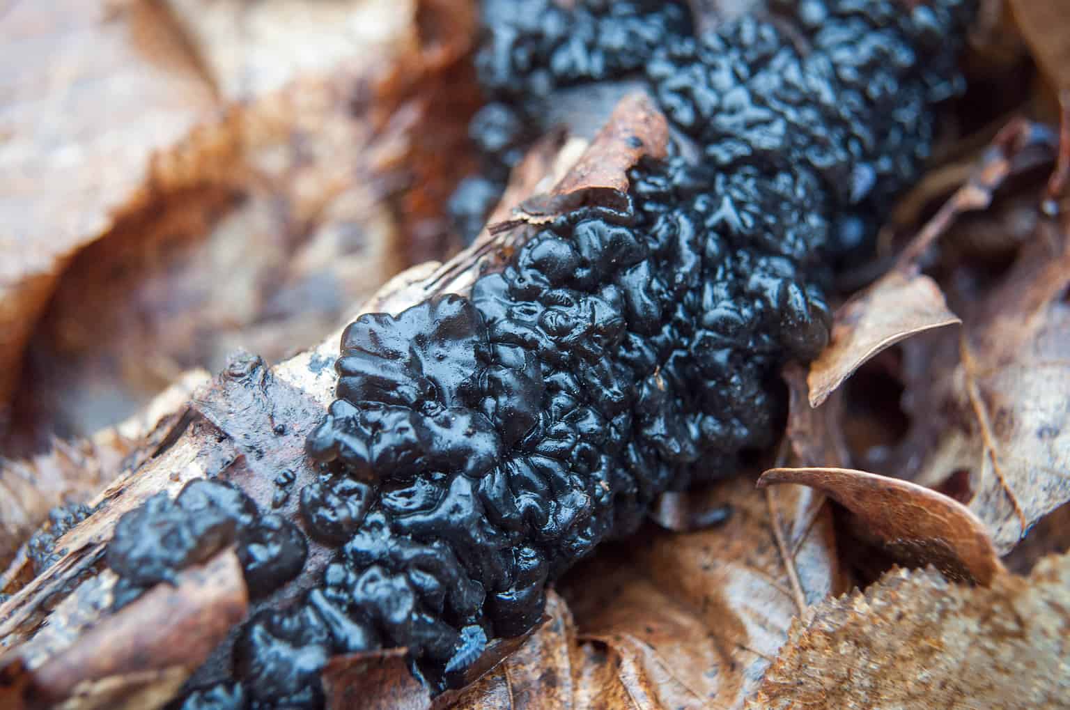 9 Mushrooms that Look Weird and Cool - A-Z Animals