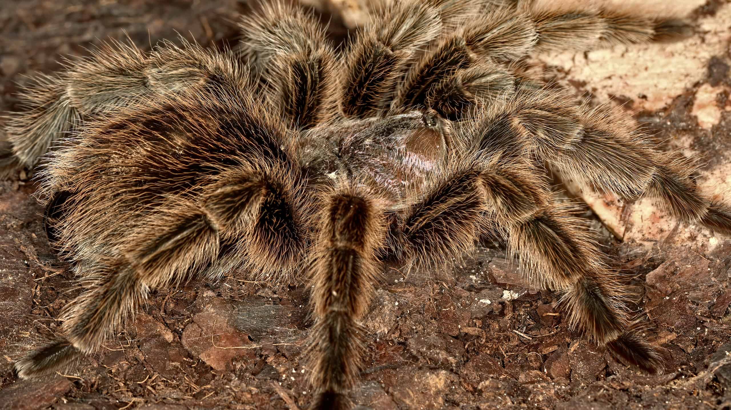 Think All Tarantulas Are Deadly? Uruguay’s Calm Giants Break the Mold ...