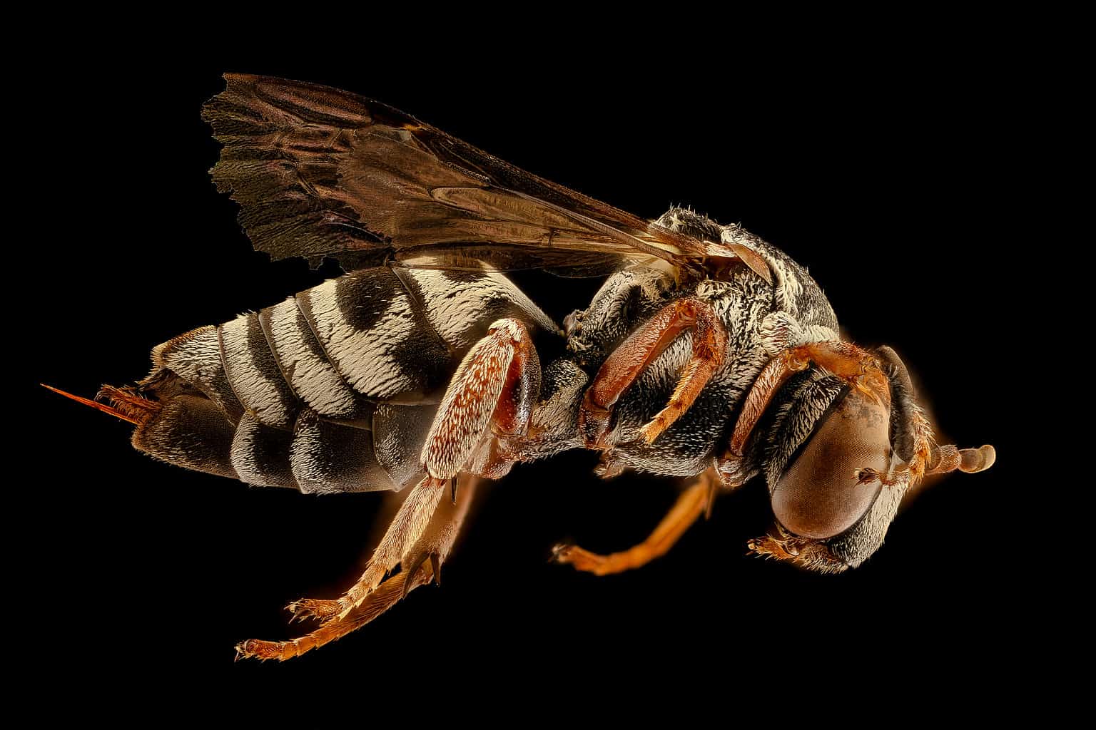 Discover 16 Bees Found in Virginia: Ranked by Most Painful Sting