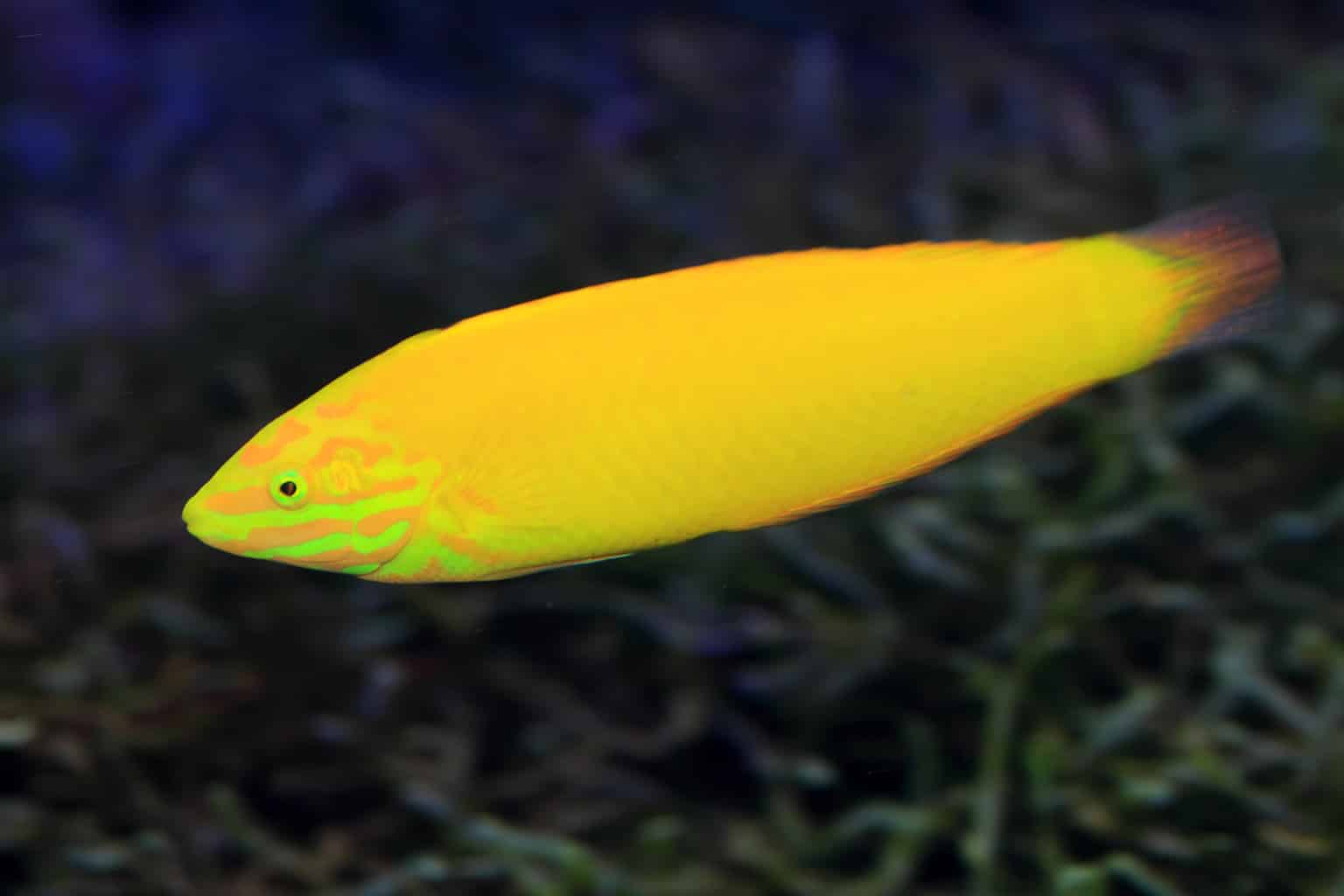 9 Types of Yellow Fish (With Pictures and Identification Guide) - A-Z ...