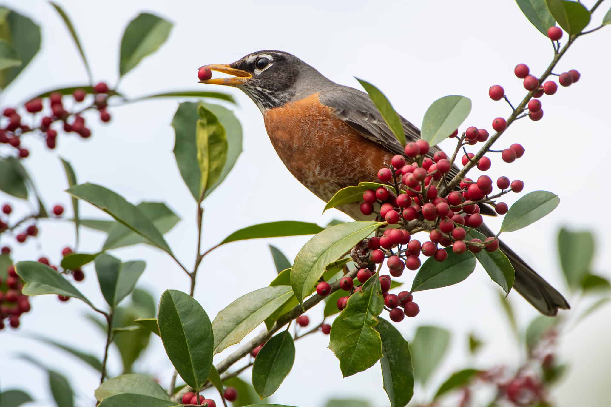 Male vs Female Robin: What Are 3 Main Differences? - A-Z Animals