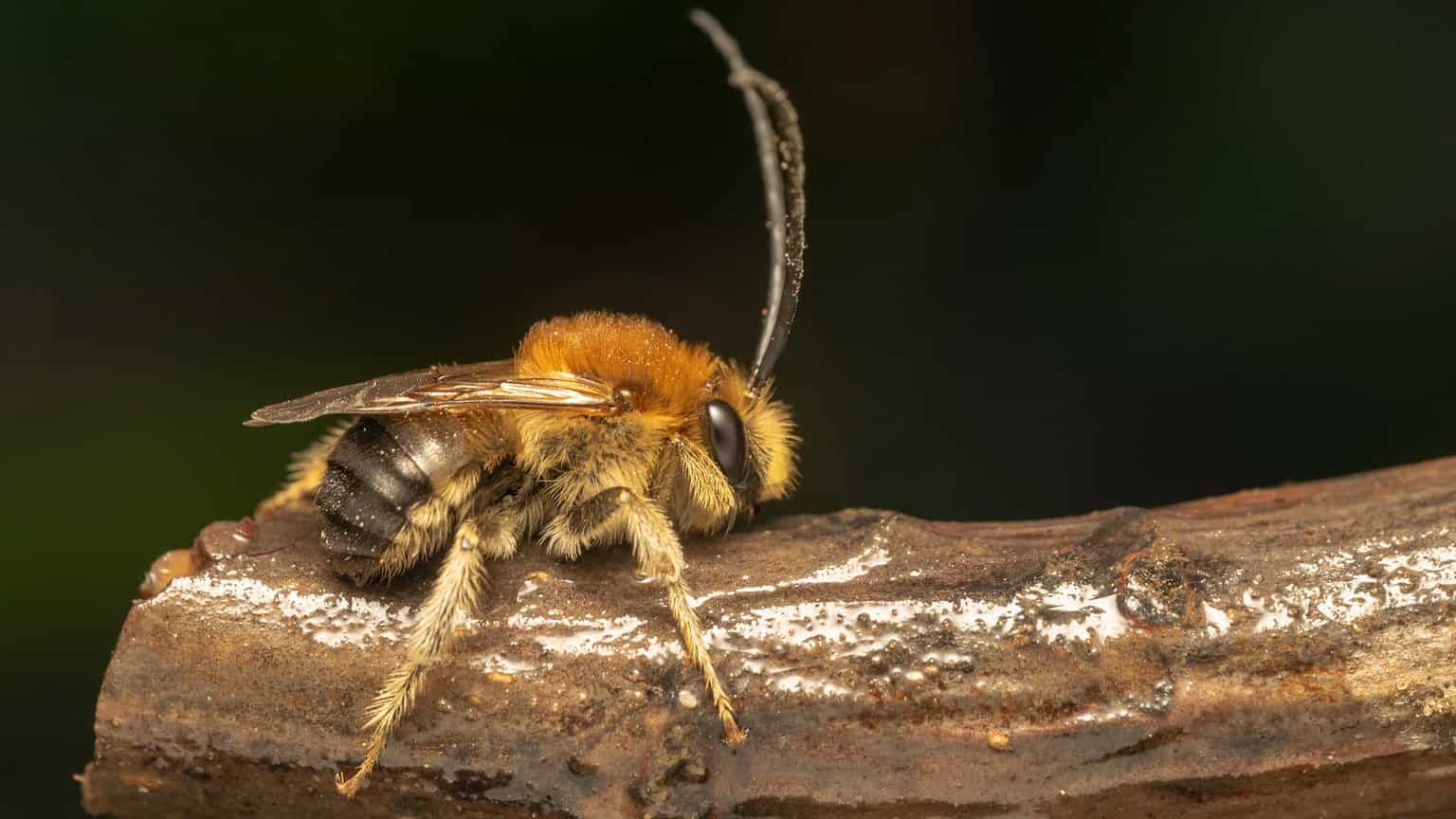 Meet the 10 Bee Species of the U.S.: Champions of Pollination and the ...
