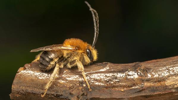 Discover 14 Bees in Tennessee: Ranked by Most Painful Sting - A-Z Animals