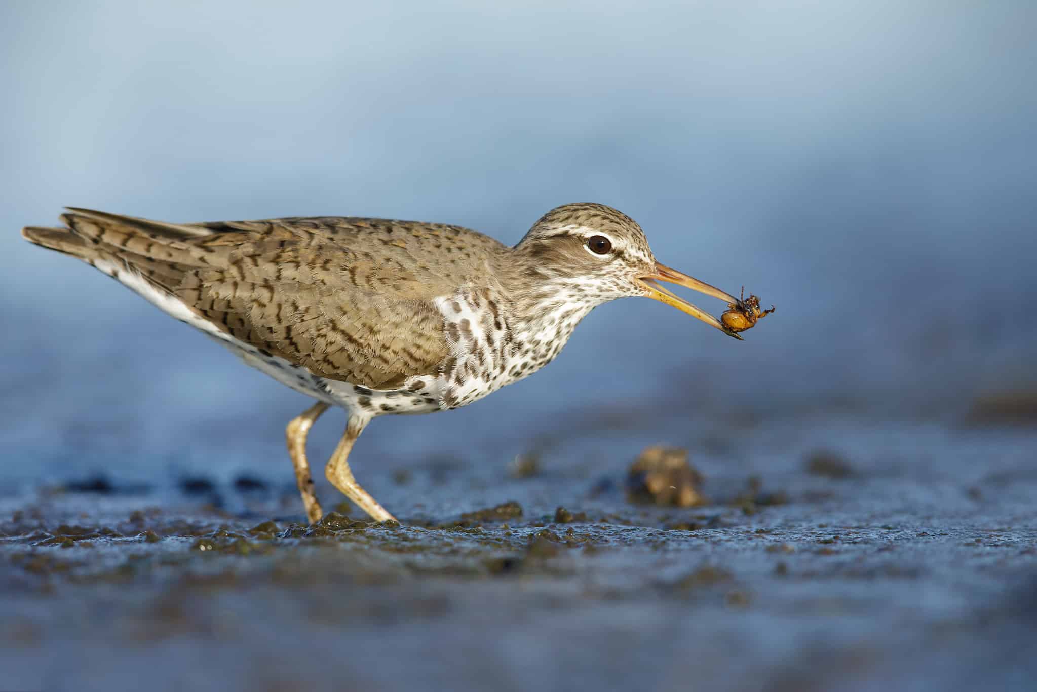 Discover 11 Shorebirds: A Guide Birds At the Beach