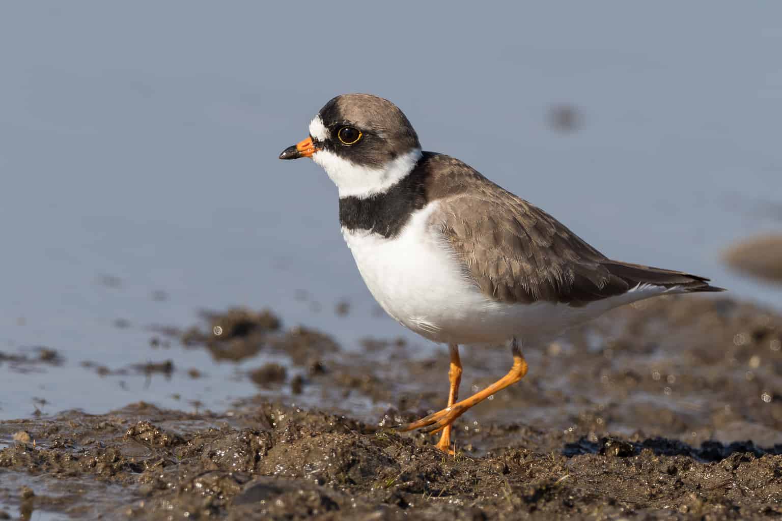 Discover 11 Shorebirds: A Guide Birds At the Beach