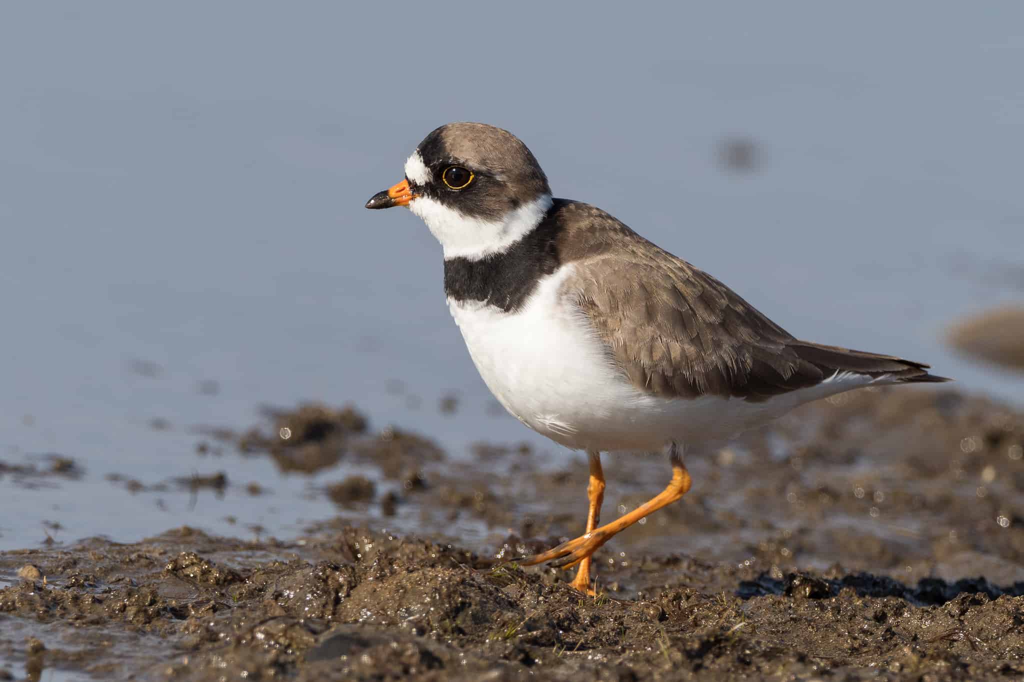 12 Interesting Facts about Plovers - A-Z Animals