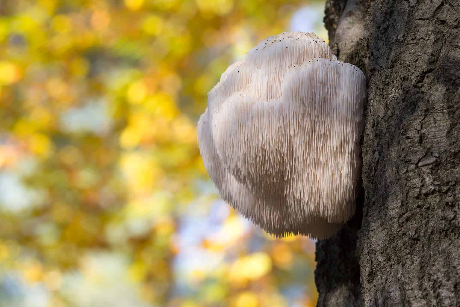 Bear's Head Tooth Mushroom Vs Lion's Mane Mushroom: 8 Key Differences ...