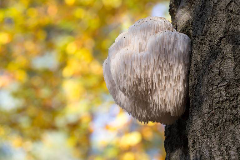 9 Mushrooms that Look Weird and Cool - A-Z Animals