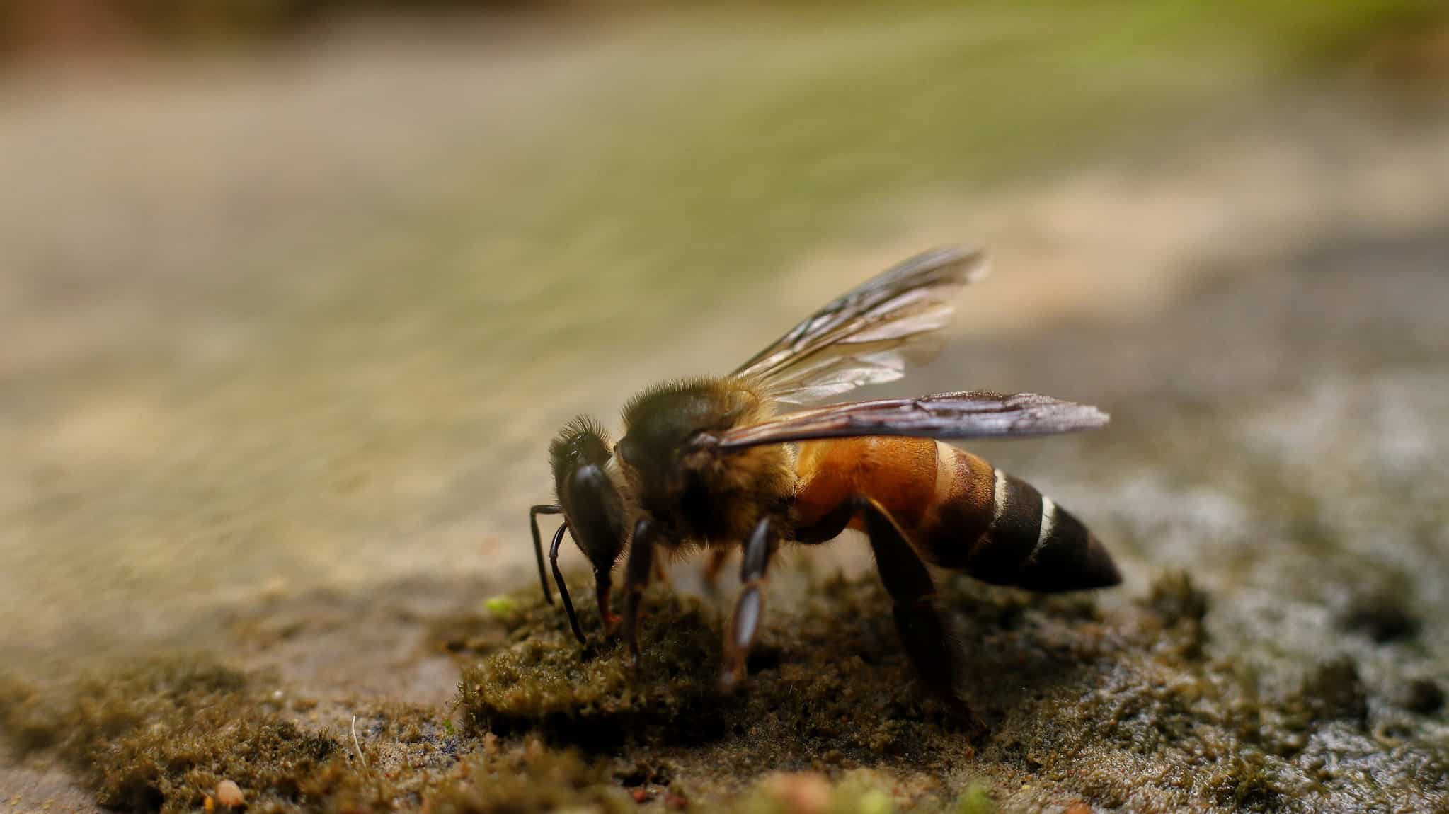 In Honor of World Bee Day: 8 Types of Honeybees - A-Z Animals