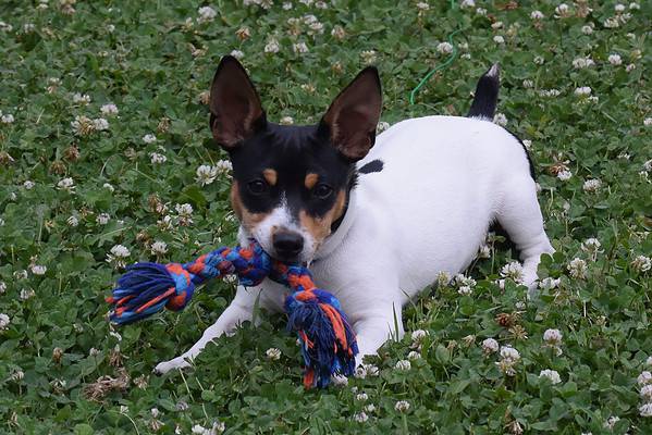 Terrier Dog Breed Complete Guide - A-Z Animals