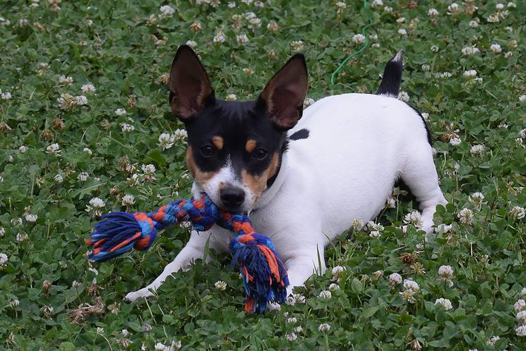 Rat Terrier Lifespan: Average Life Expectancy and More! - A-Z Animals