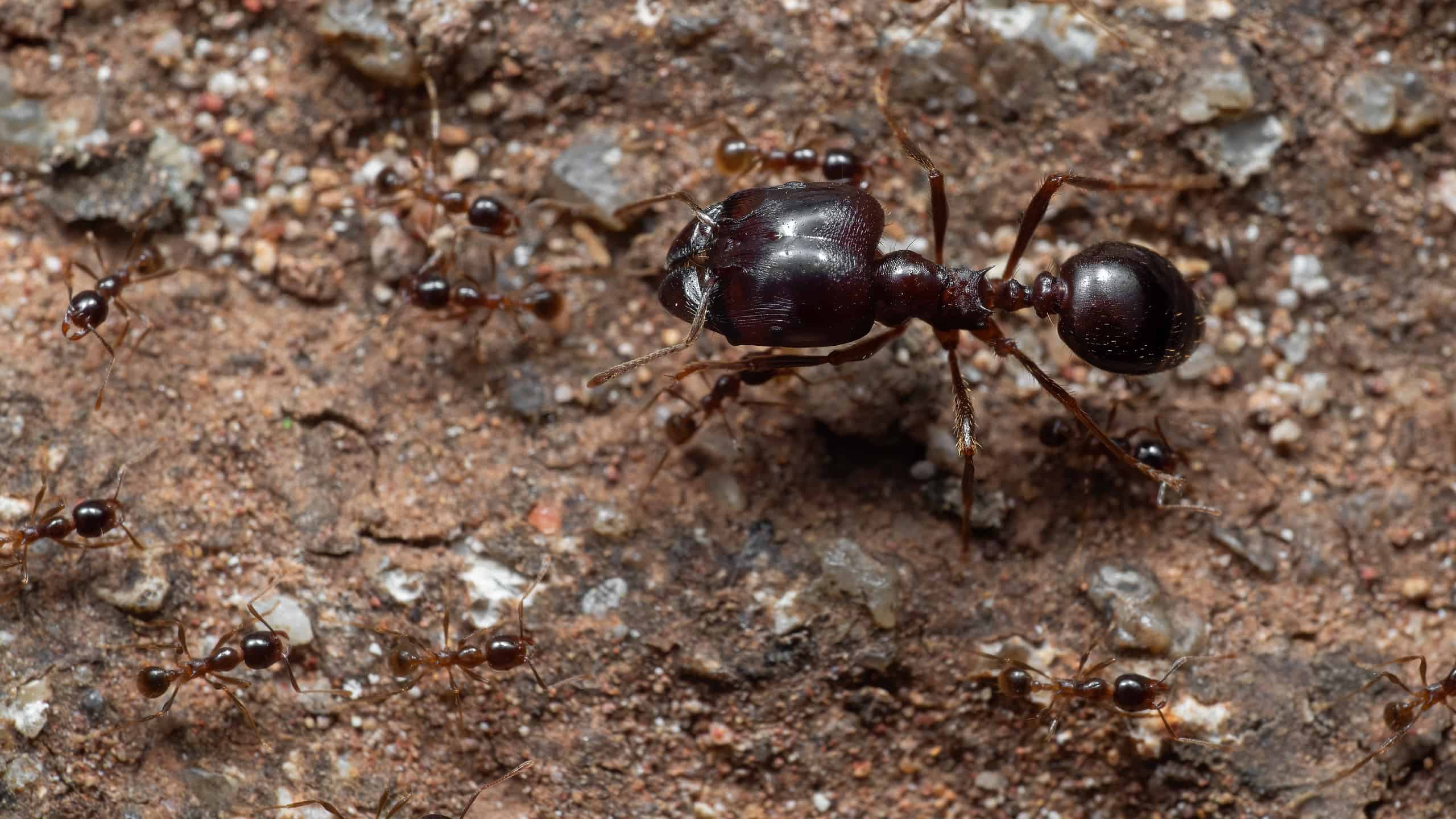 North Carolinians Prepare! These 7 Ant Types Are Set to Emerge This ...