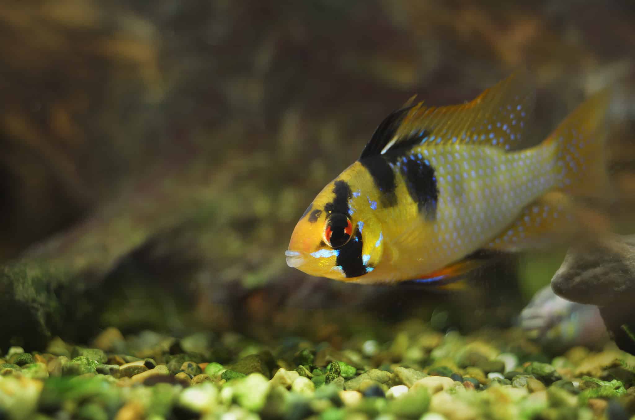 9 Types of Yellow Fish (With Pictures and Identification Guide) - A-Z ...