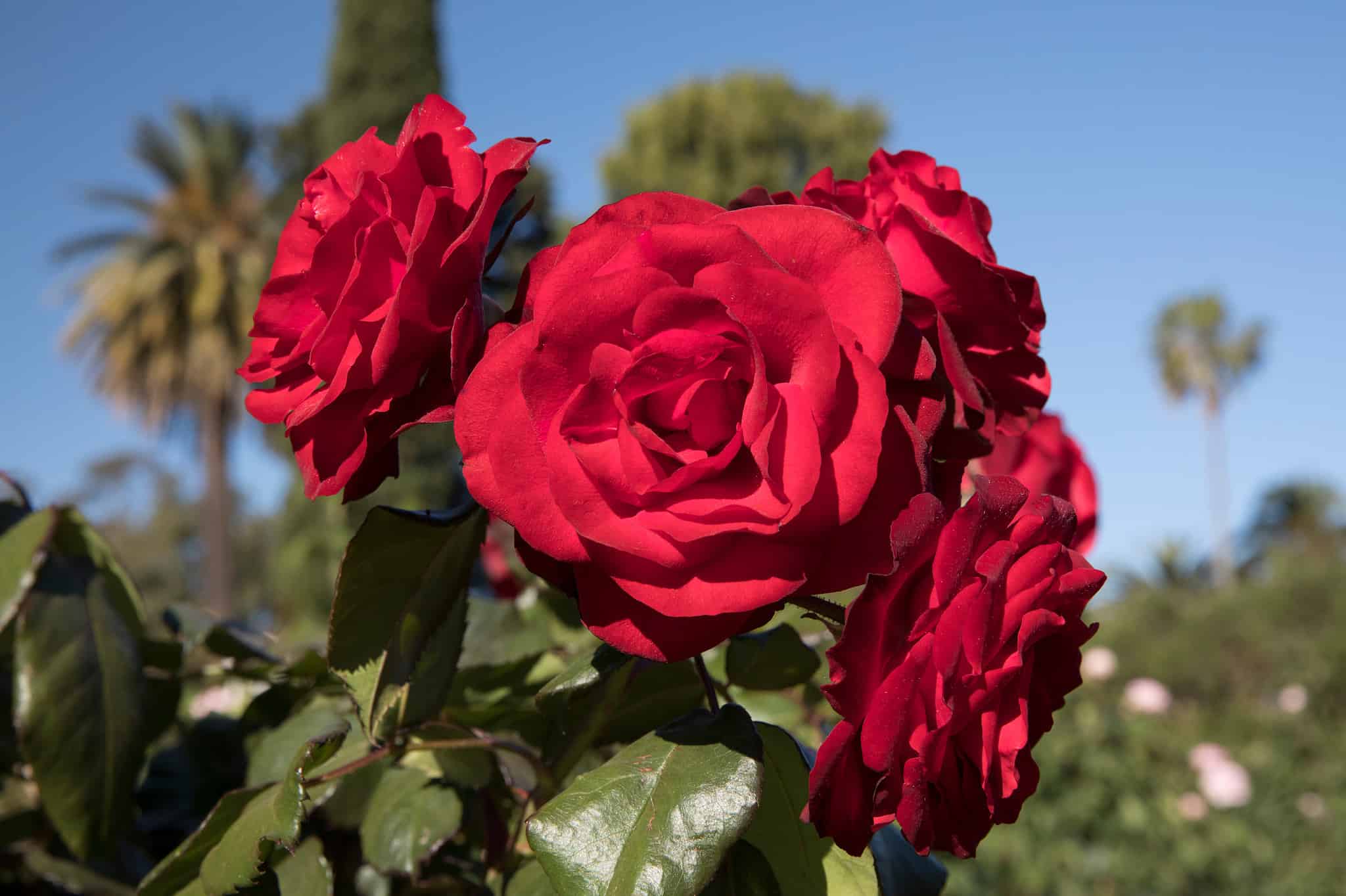 Discover 5 Beautiful Roses You Can Grow in Wyoming - A-Z Animals