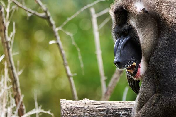 Scary Monkeys: The 10 Most Frightening Monkeys - A-Z Animals