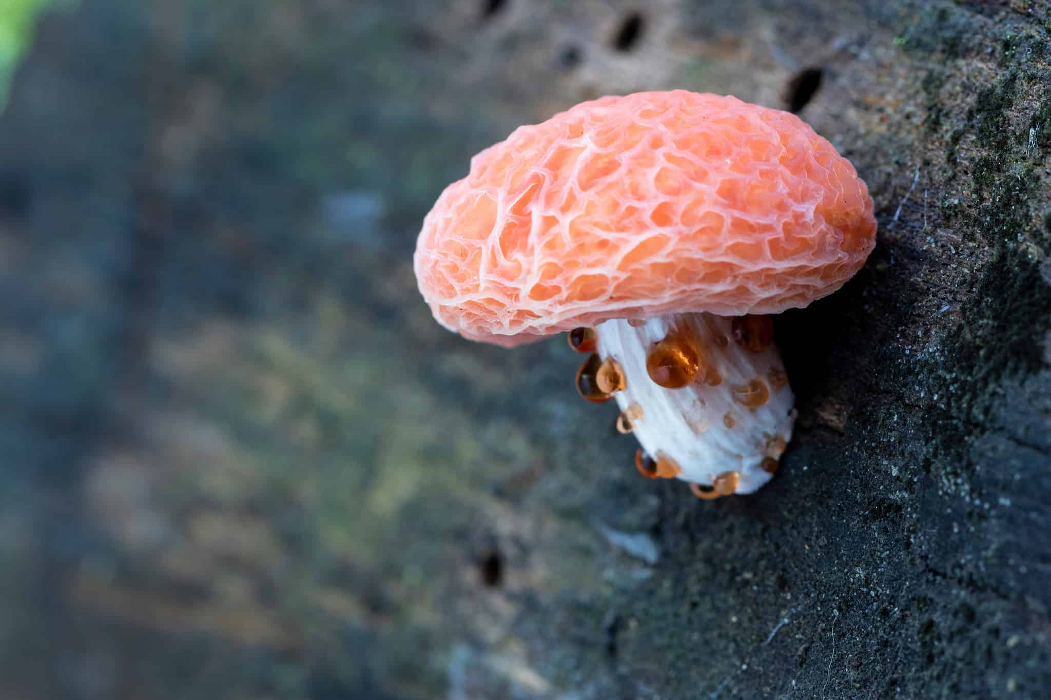 9 Mushrooms that Look Weird and Cool - A-Z Animals