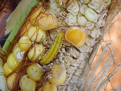 Corn Earworm Insect Facts - A-Z Animals