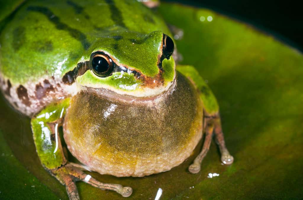 Dreaming Of Frogs Discover The Spiritual Meaning And Interpretation Dreaming Of Frogs Discover The Spiritual Meaning And Interpretation