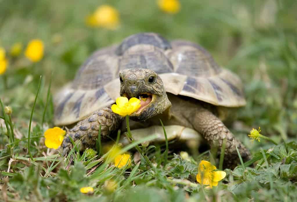 The 8 Best Tortoise Breeds To Keep As Pets In 2024 A Z Animals The 8 Best Tortoise Breeds To Keep As Pets In 2024 A Z Animals