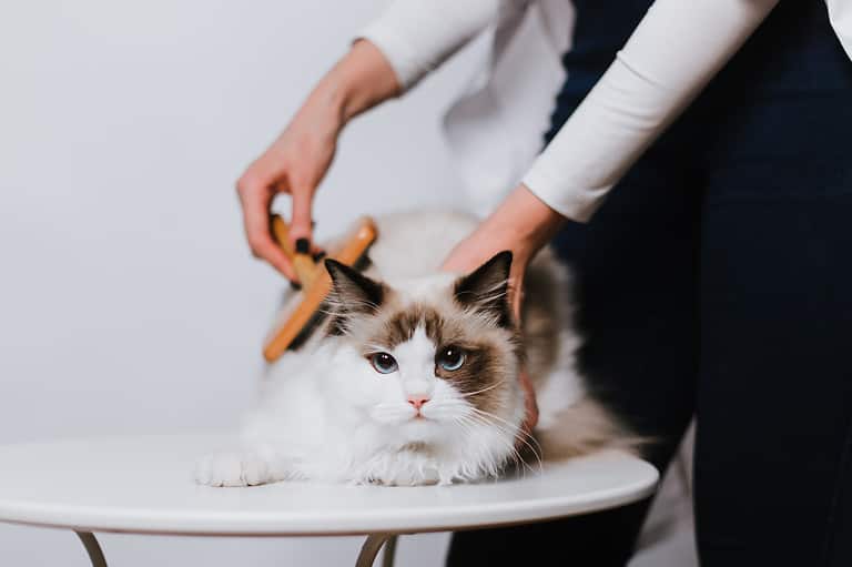 How to Brush a Cat: The Dos and Don'ts - A-Z Animals