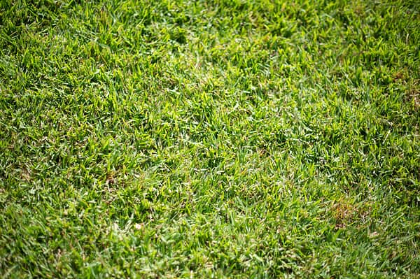 Discover the Top 7 Best Types of Grass That Grow in Shade