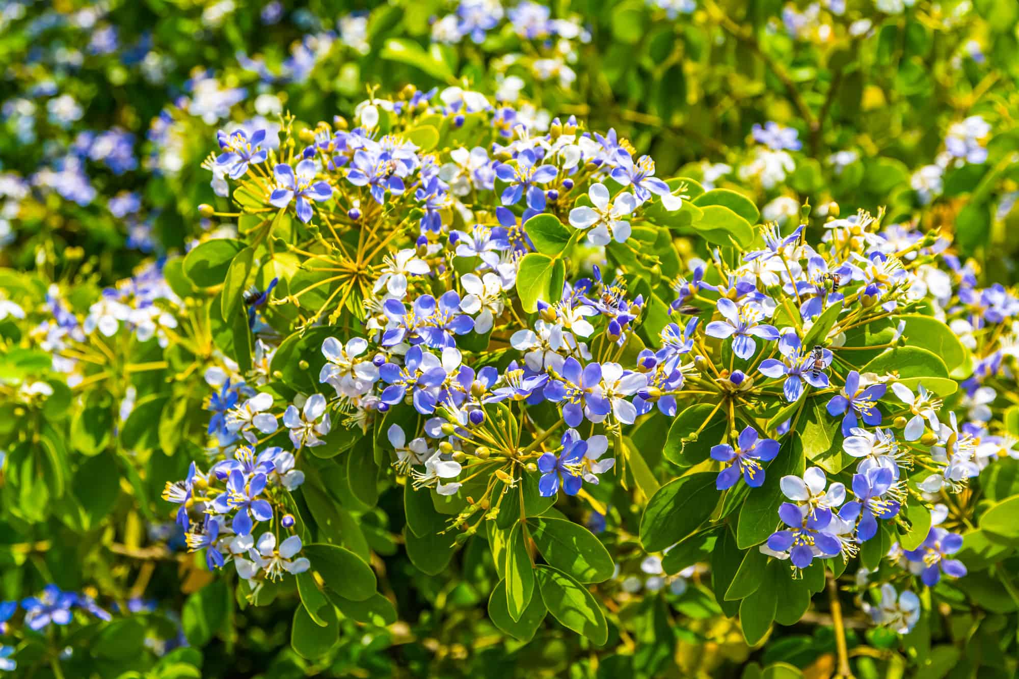 Discover The National Flower Of Jamaica Lignum Vitae A Z Animals Discover The National Flower Of Jamaica Lignum Vitae A Z Animals