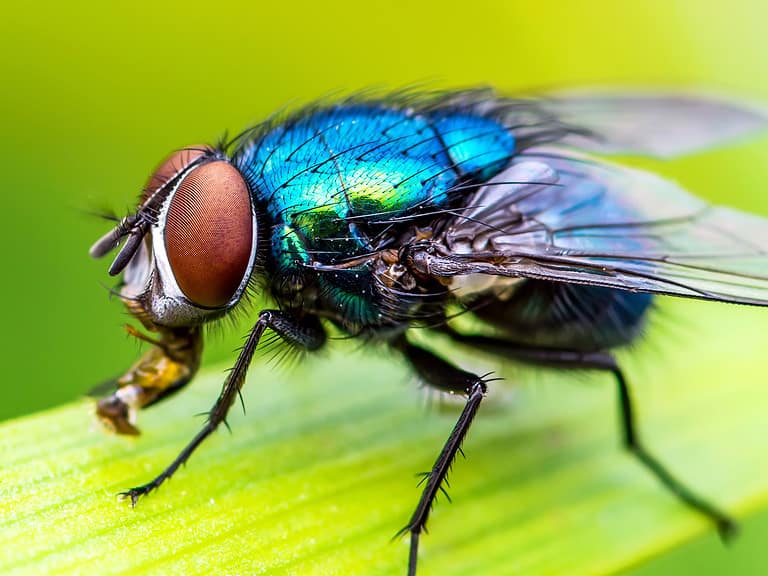 Yes, Flies Have Brains. But Are They Smart? - A-Z Animals