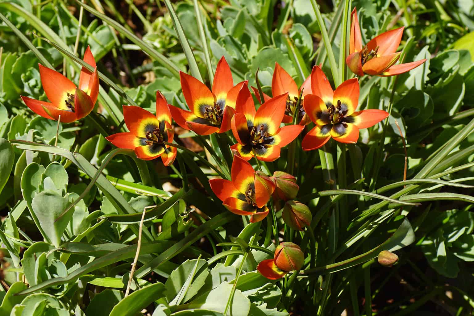 12 Types of Miniature Tulips for Your Garden - A-Z Animals
